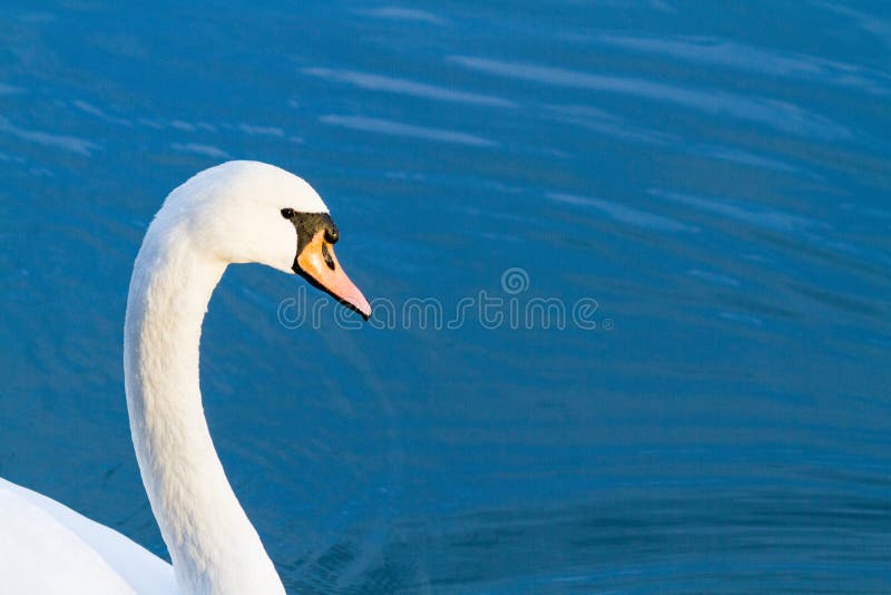 Blue swan stock image. Image of lake, elegant, graceful - 47421029