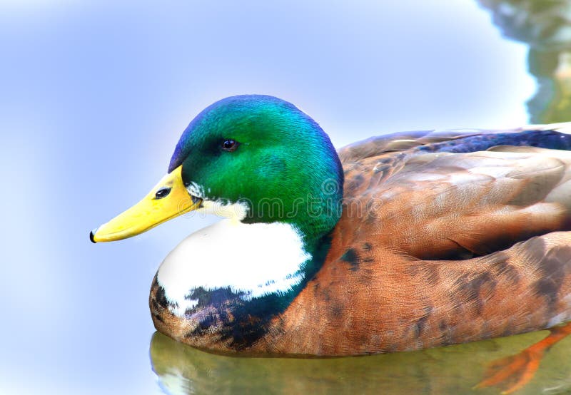 Blue Swedish Male Duck Swedish Blue Ducks Stock Image - Image of group ...
