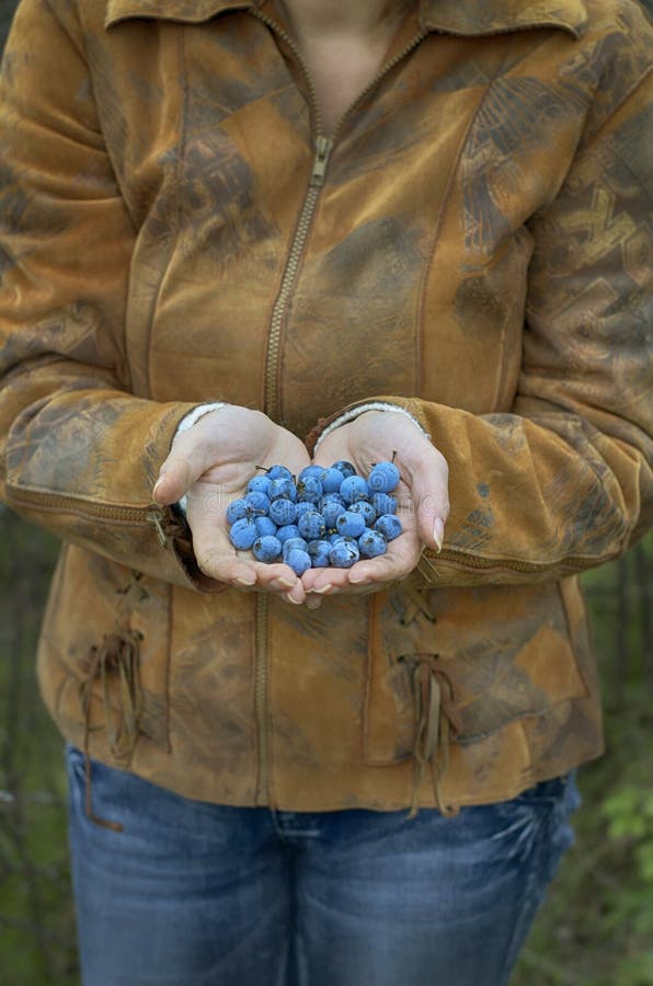 Blue sweet berry in hand stock image. Image of nature - 37692349
