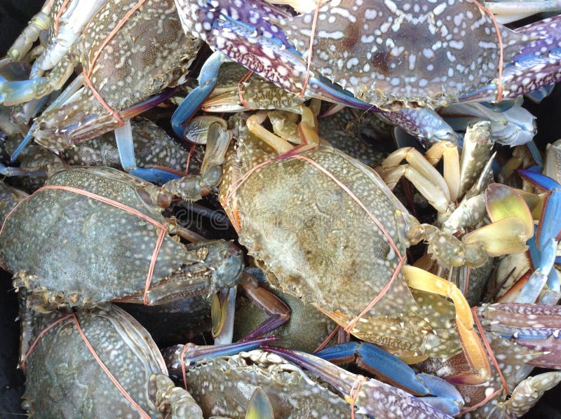 Blue swimmer crab stock photo. Image of marine, fresh - 98550506