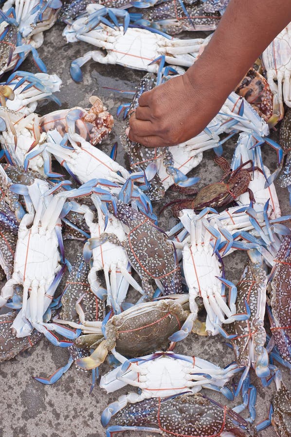 Blue swimmer crab. stock image. Image of gourmet, meat - 71035357