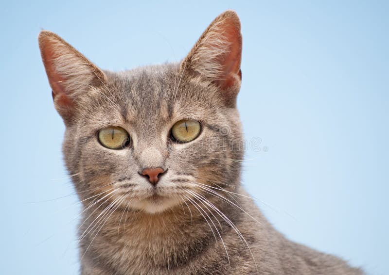Blue Tabby Cat Looking at the Viewer Stock Photo - Image of eyes ...
