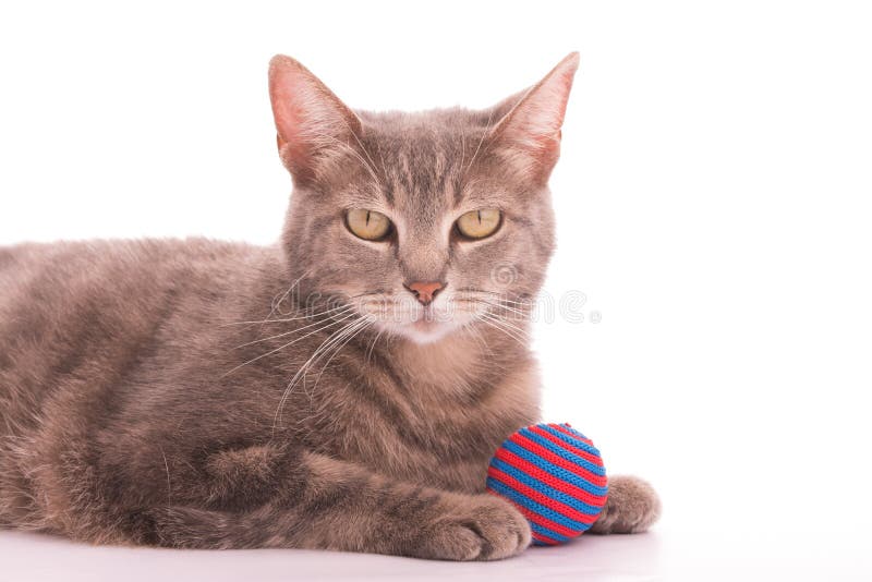 Blue Tabby Cat with a Red and Blue Striped Ball Stock Photo - Image of ...
