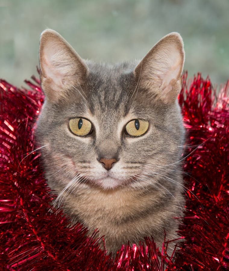 Tabby Christmas cat stock image. Image of holiday, domestic - 34775005