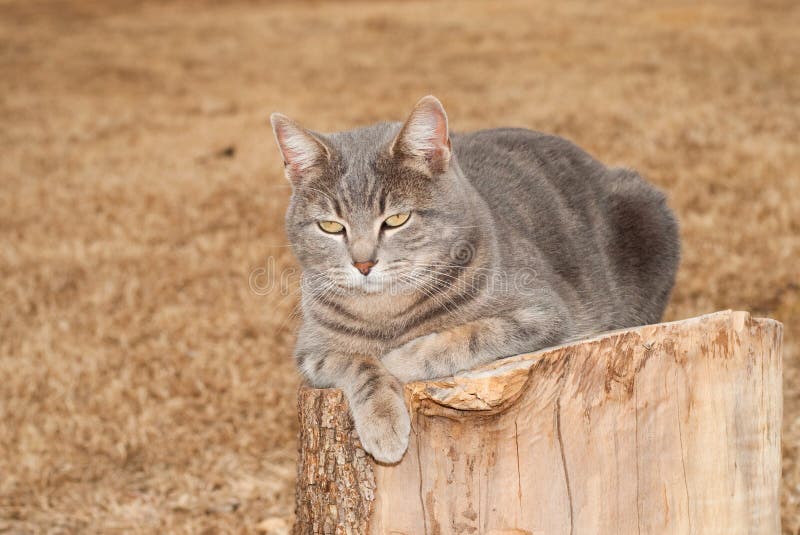 Muted Tabby Stock Photos - Free & Royalty-Free Stock Photos from Dreamstime