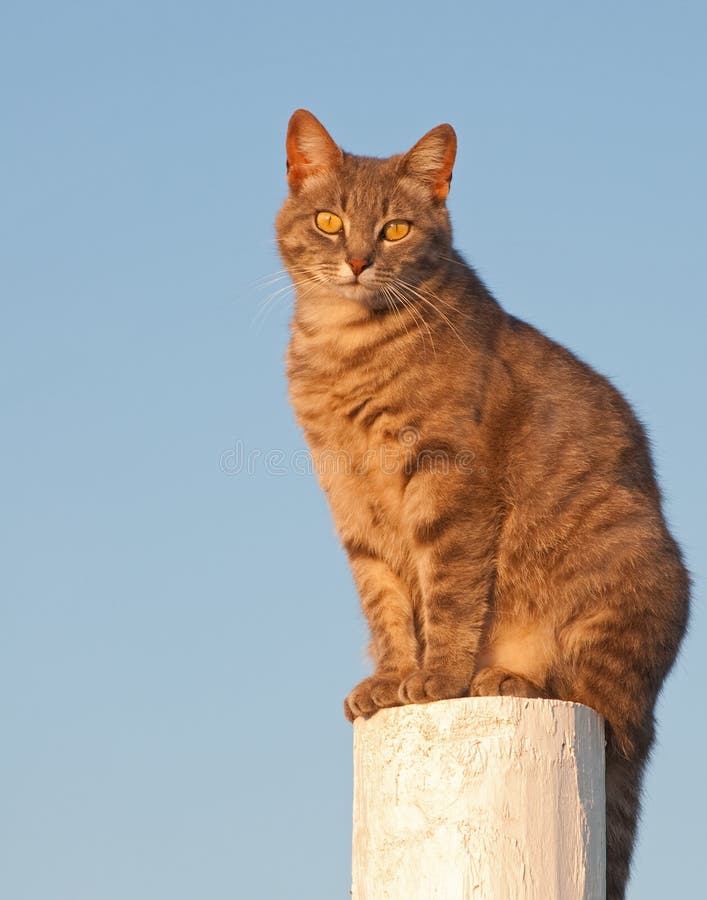 Blue Tabby Cat Sitting on a Fence Post Stock Photo - Image of sunny ...
