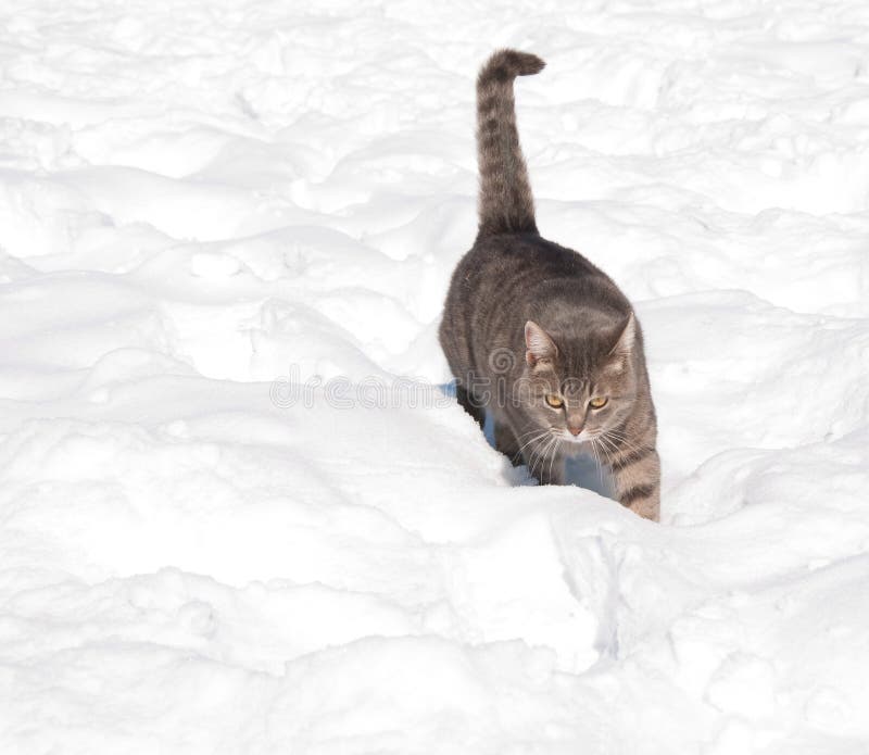 Blue Tabby Cat Walking in Deep Snow Stock Image - Image of blue, fuzzy ...