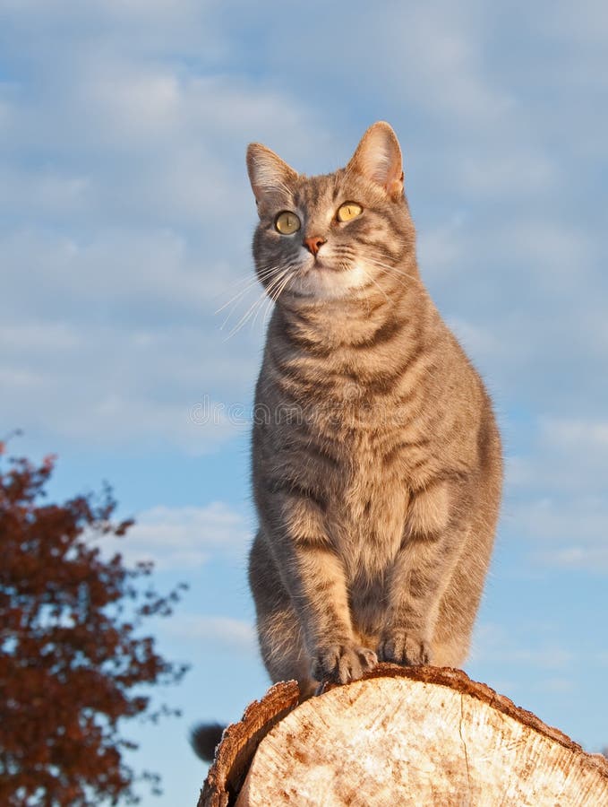 Blue Tabby Kitty Cat on a Log Stock Photo - Image of spotted, beautiful ...