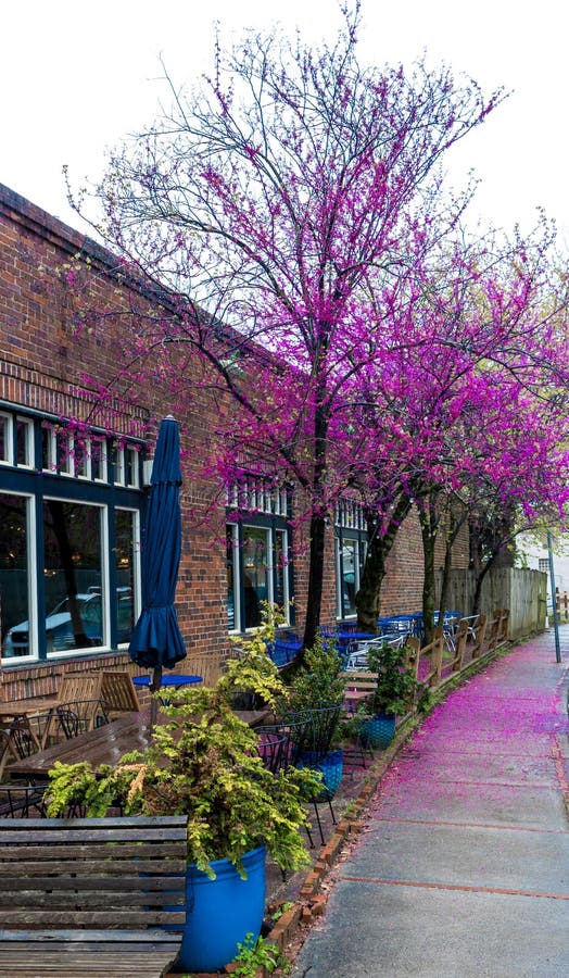 Blue Table and Chairs at a Restaurant with Beautiful Flowering Trees ...
