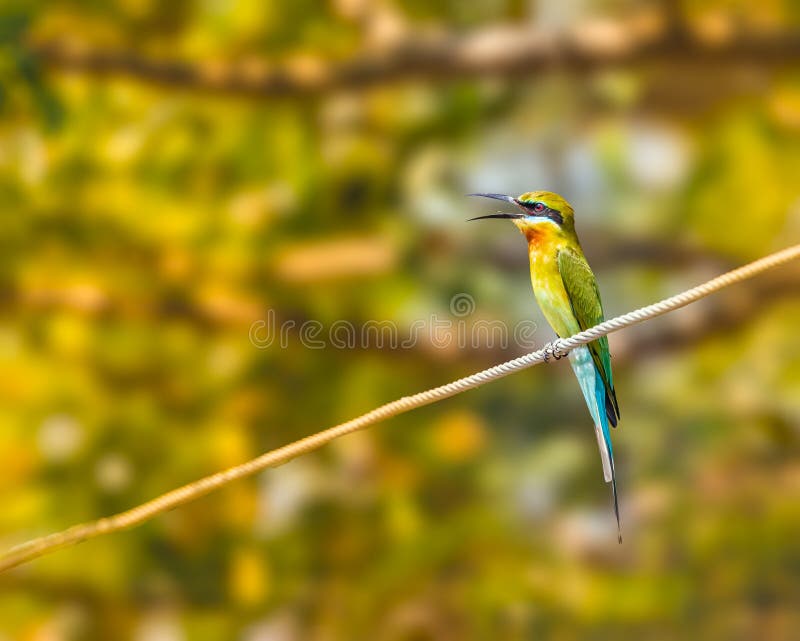 Blue tail bee eater stock image. Image of creature, tree - 366338501