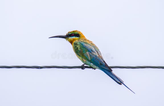 Blue Tail Bee Eater on the Wire Stock Photo - Image of wire, eater ...