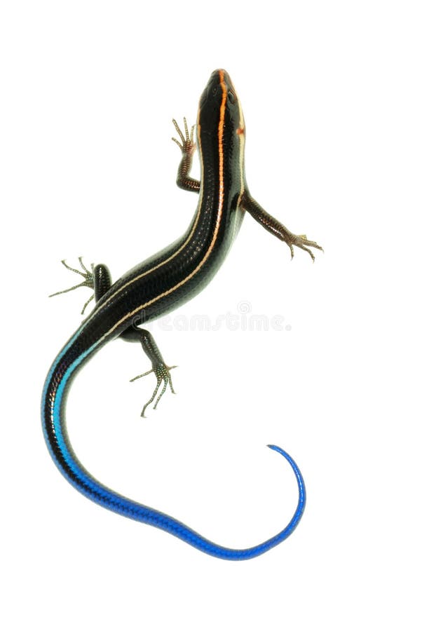 Blue tail skink lizard stock image. Image of dangerous - 15825465