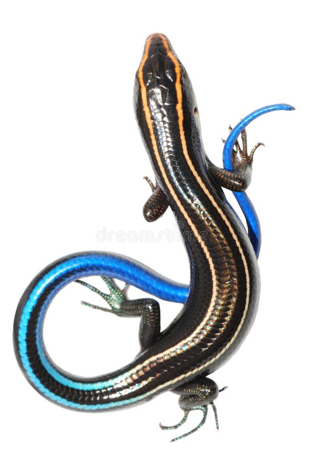 Blue Tail Skink Lizard Claw Stock Image - Image of lizard, black: 15822225