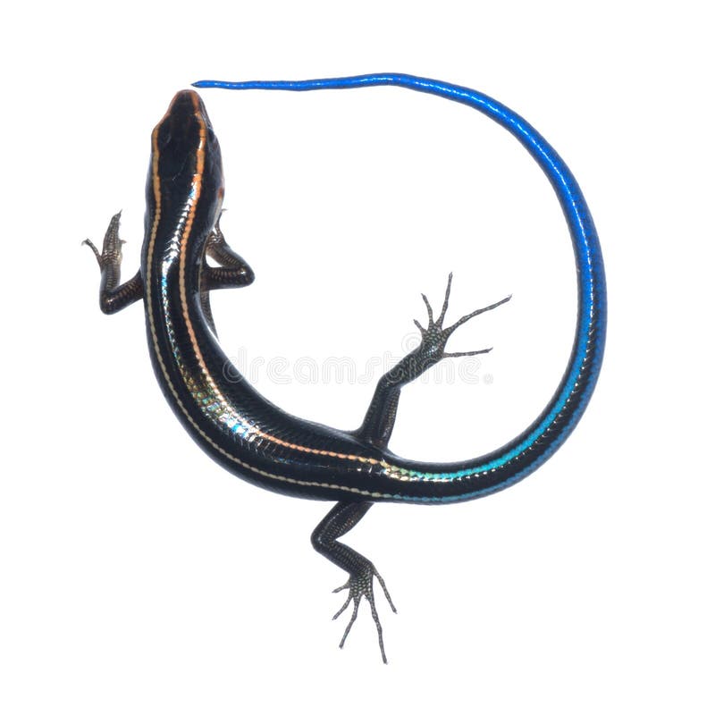Blue tail skink lizard stock image. Image of dangerous - 15825465