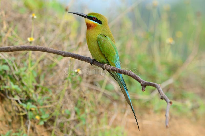 Blue tailed bee eater stock photo. Image of natural, nature - 19746068