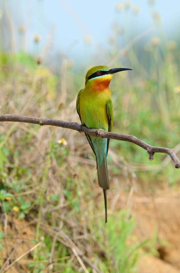 Blue tailed bee eater stock photo. Image of avian, wild - 19746096