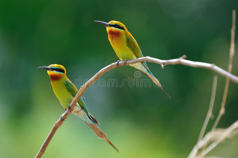 Blue-Tailed Bee Eater stock photo. Image of branch, fast - 24378250