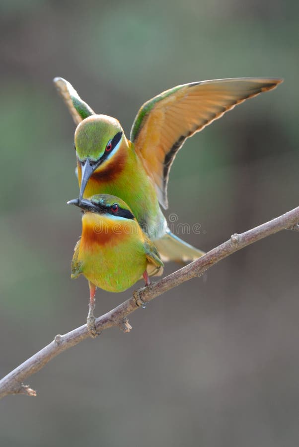 Blue-Tailed Bee Eater stock image. Image of bird, color - 24763339