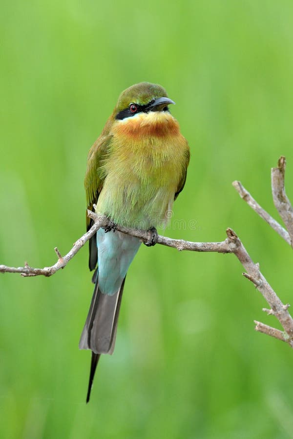 Blue Tailed Bee Eater. stock photo. Image of central - 28228688