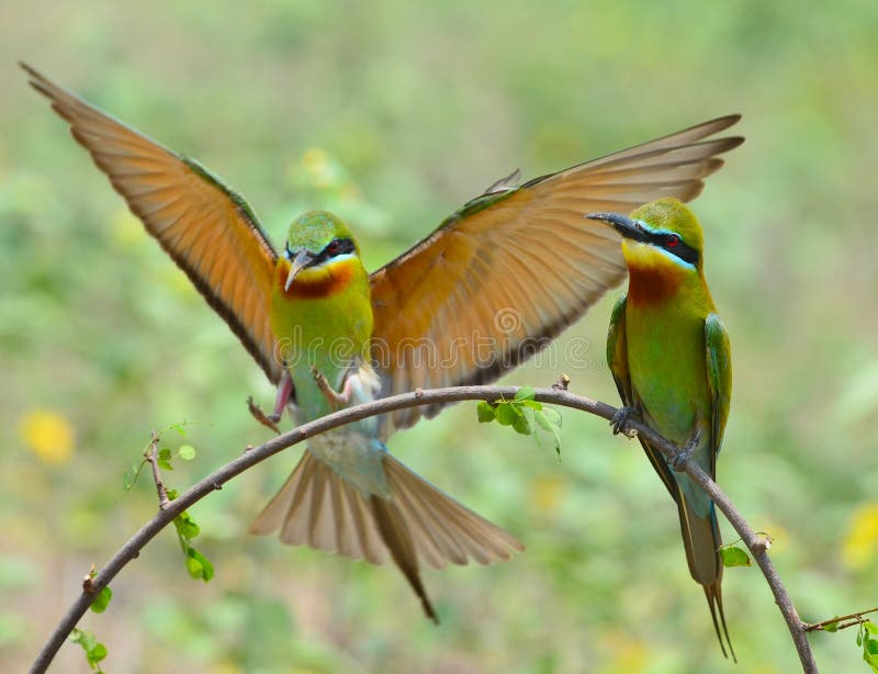 Blue-tailed Bee-eater stock photo. Image of avian, colorful - 44478908