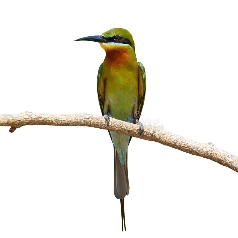 Blue tailed Bee eater stock image. Image of background - 24814497