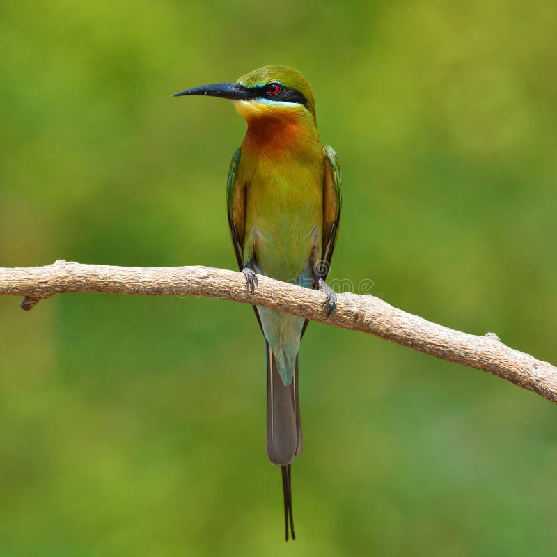 Blue tailed Bee eater stock image. Image of background - 24814497