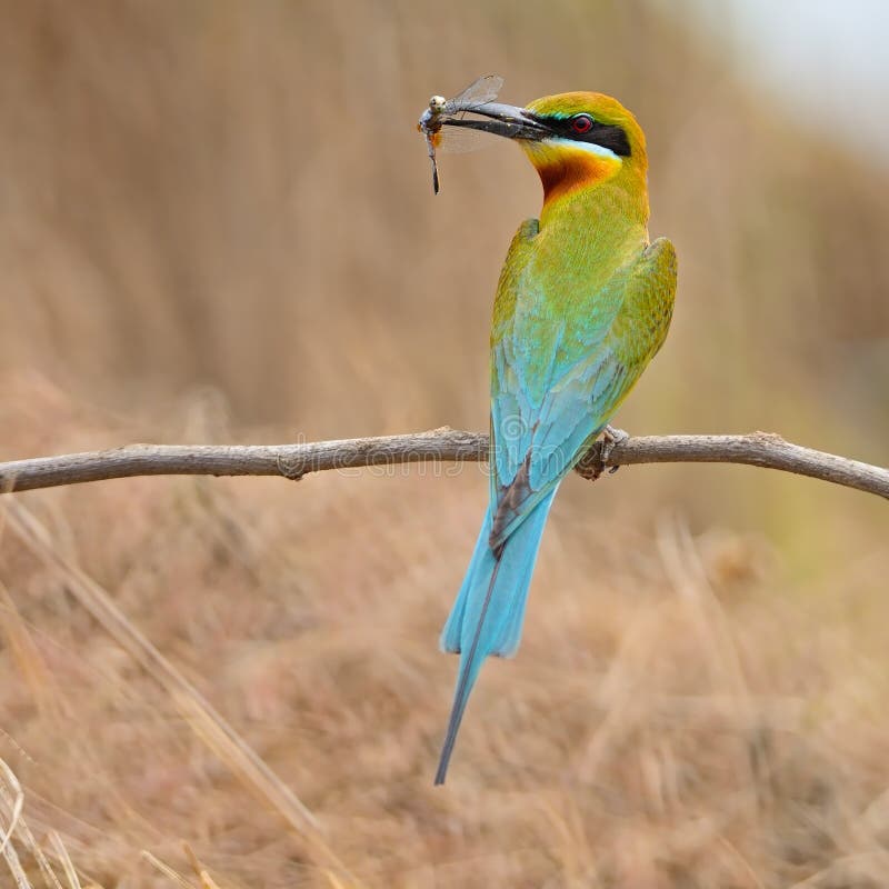 Blue-tailed Bee-eater stock photo. Image of environment - 32805890
