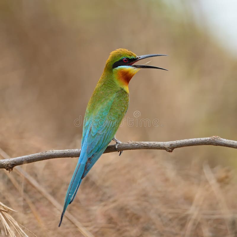 Blue-tailed Bee-eater stock photo. Image of conservation - 32805896
