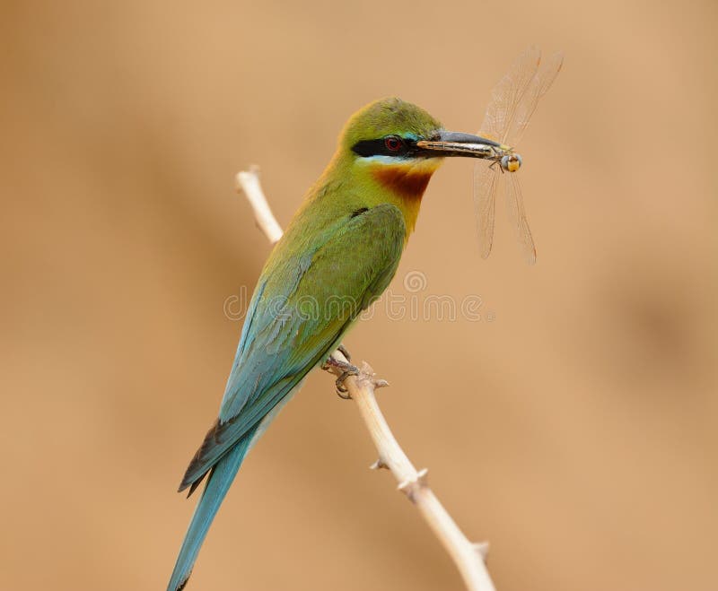 Blue tailed bee eater stock image. Image of asian, forest - 21320437