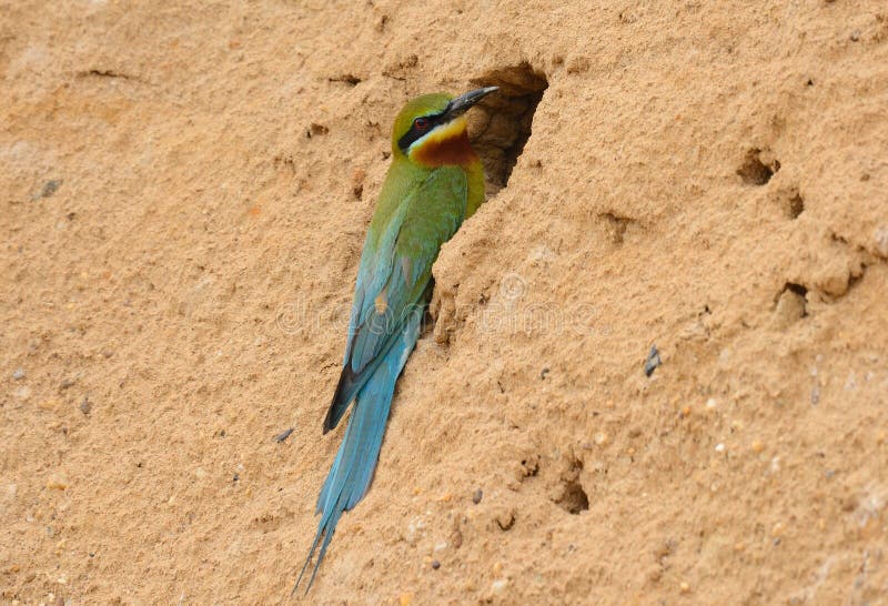 Blue tailed bee eater stock photo. Image of tailed, feather - 92049896