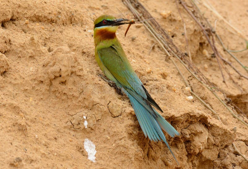Blue tailed bee eater stock photo. Image of philippinus - 92049916