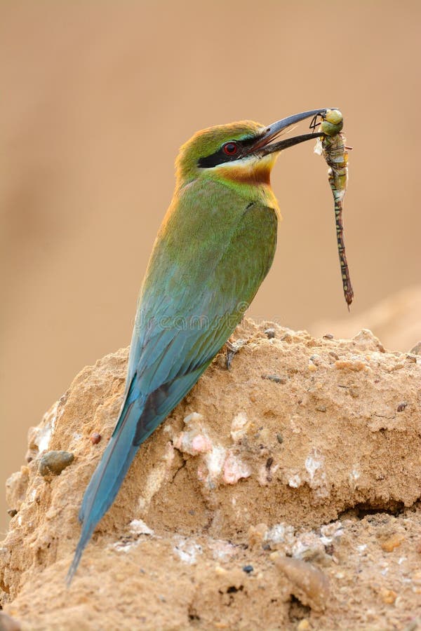 Blue tailed bee eater stock image. Image of tailed, natural - 98139923