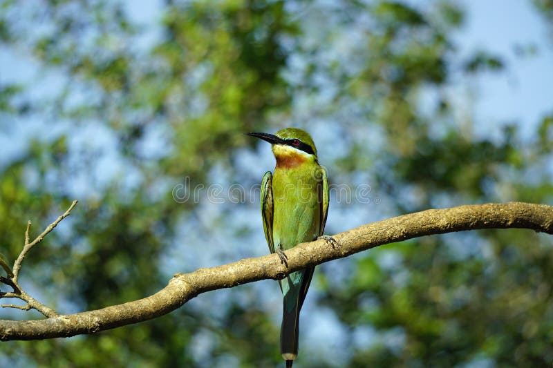 Blue-tailed Bee-eater Bird in Yala National Park Stock Image - Image of ...
