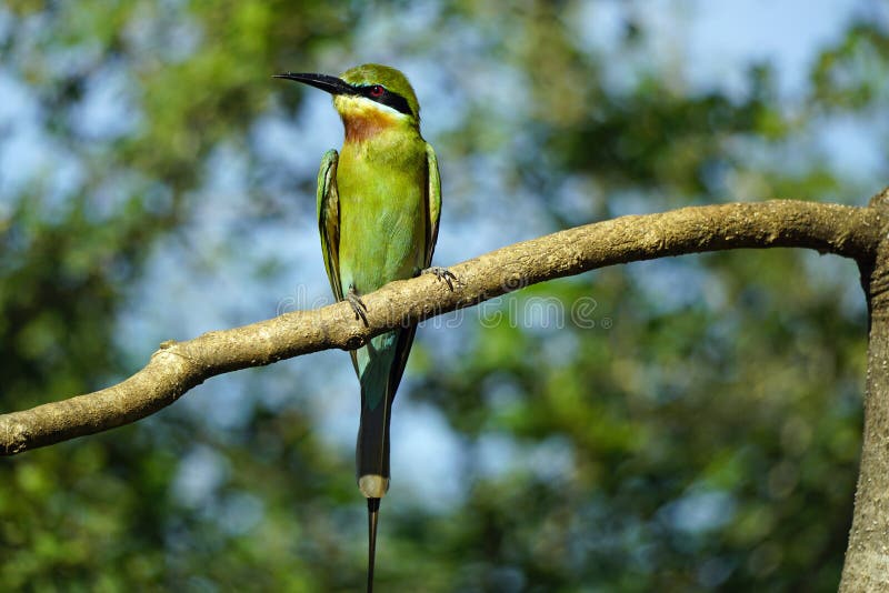 Blue-tailed Bee-eater Bird in Yala National Park Stock Photo - Image of ...