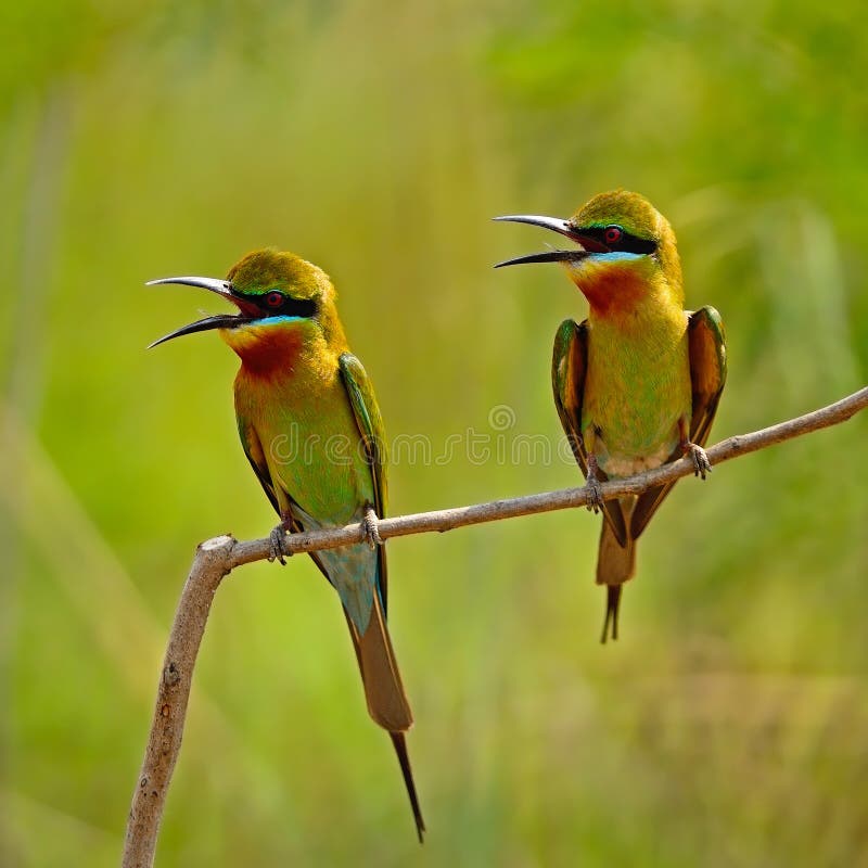 Blue-tailed Bee-eater stock photo. Image of asia, long - 32804858