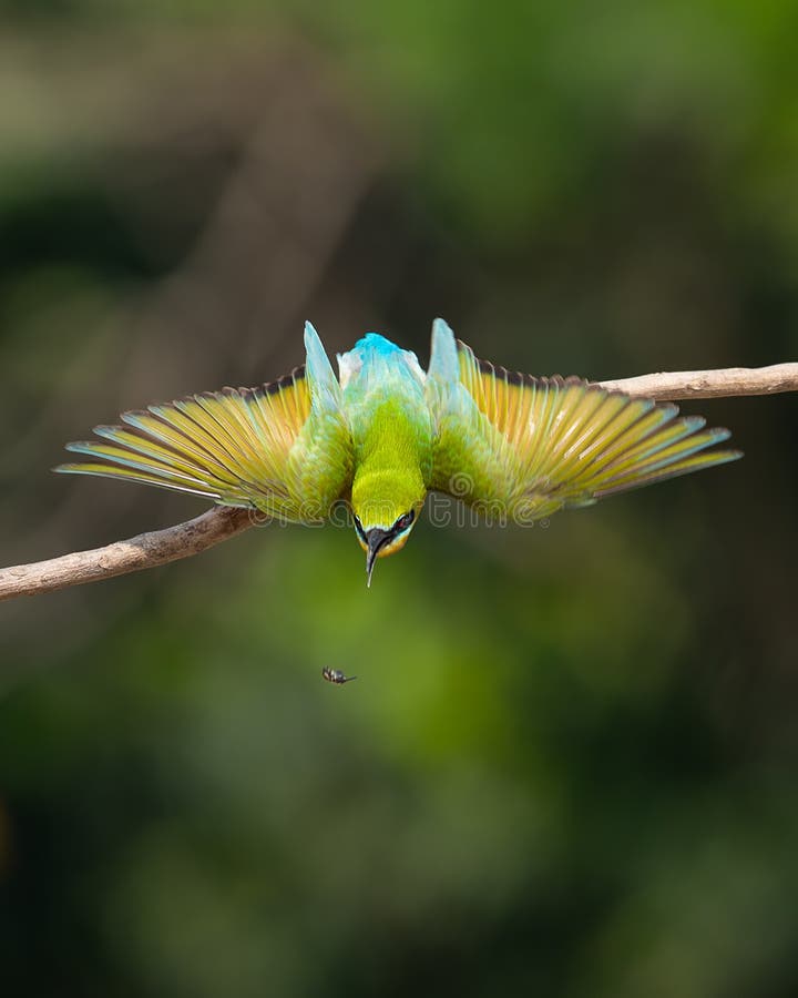 Blue Tailed Bee Eater Falling Feed Stock Image - Image of feed, capture ...