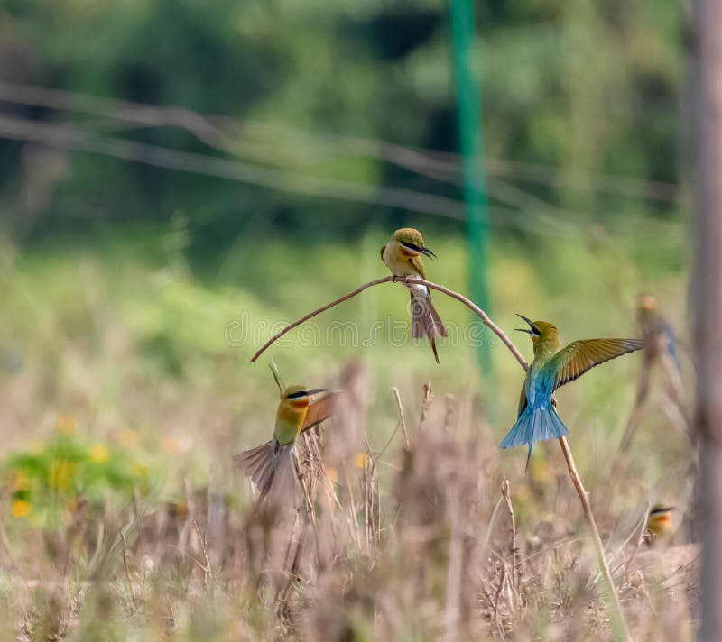 Blue Tailed Bee Eater Fighting for Its Partner Stock Image - Image of ...