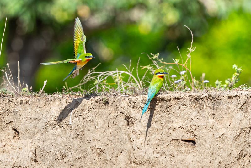 Blue tailed Bee eater stock image. Image of pond, tropical - 276338377