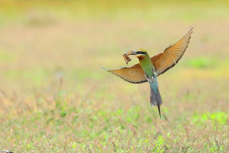 Blue-tailed Bee-eater Flying Stock Image - Image of environment, color ...