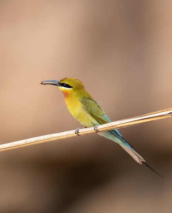 Blue Tailed Bee Eater with Hunt on Perch Stock Photo - Image of humming ...