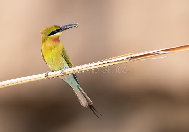 Blue Tailed Bee Eater with Hunt on Perch Stock Image - Image of bird ...