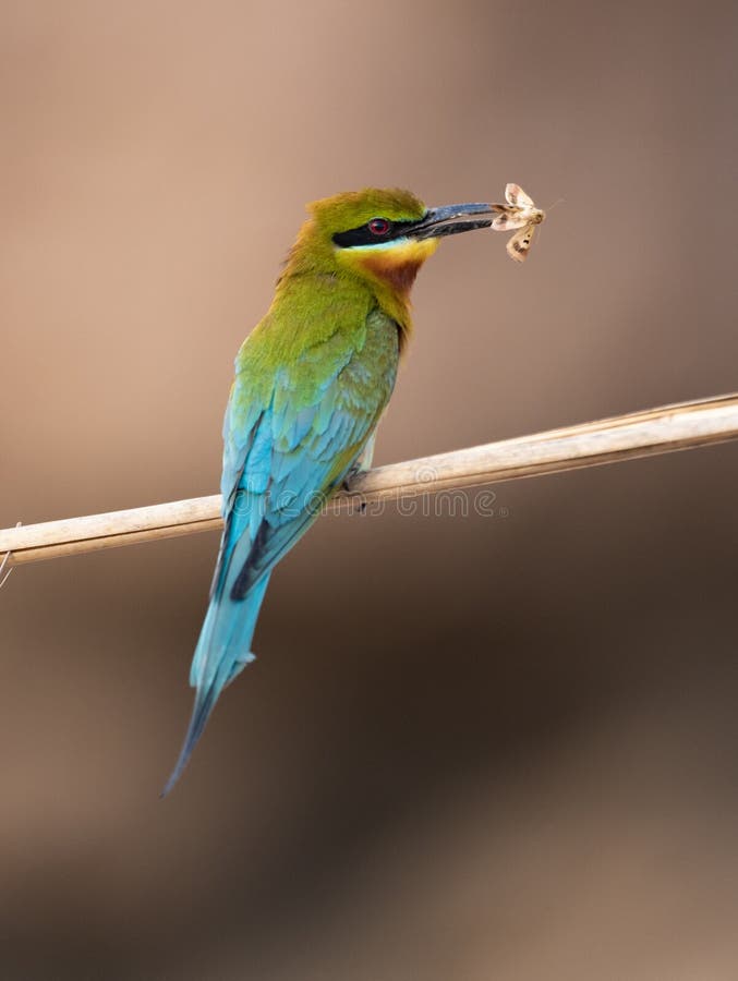 Blue Tailed Bee Eater with Hunt on Perch Stock Image - Image of head ...