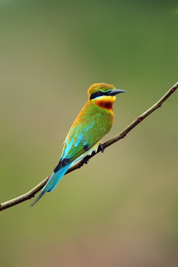 The Blue-tailed Bee-eater Merops Philippinus Sitting on the Branch ...