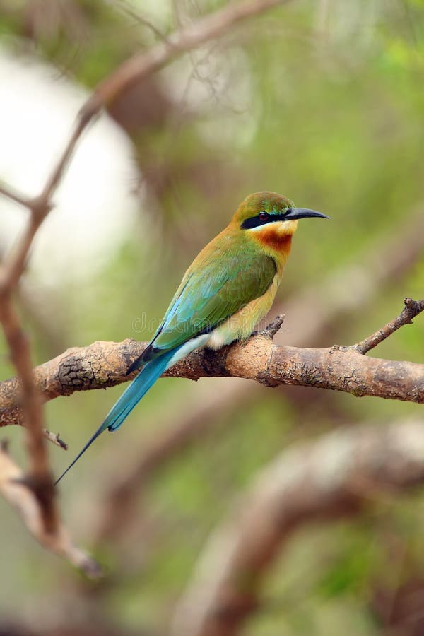 The Blue-tailed Bee-eater Merops Philippinus Sitting on the Branch with ...