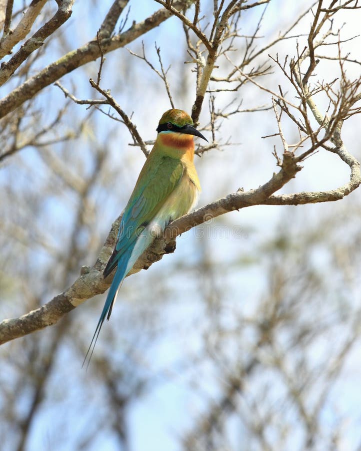 Blue -tailed Bee-eater, Merops Philippinus, Sri Lanka Stock Photo ...