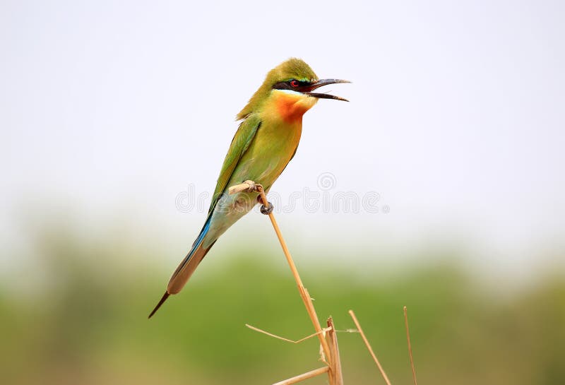 Blue Tailed Bee Eater stock photo. Image of bird, long - 30174852