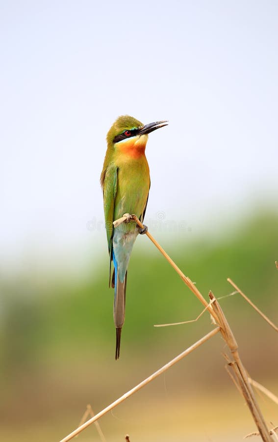 Blue Tailed Bee Eater stock image. Image of freedom, afternoon - 30174873