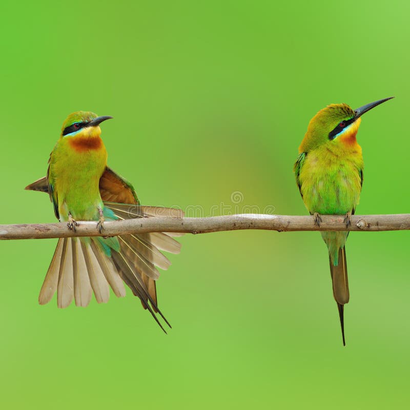 Blue Tailed Bee-eaters Bird Stock Image - Image of beeeaters, asian ...