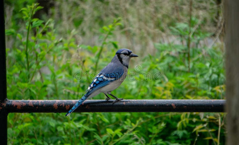 Blue-tailed bird on bar stock photo. Image of plant - 248340758