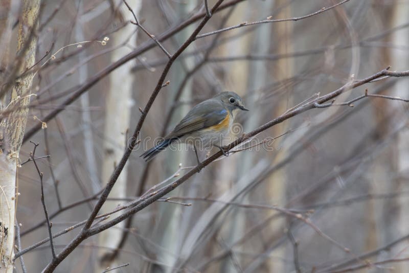 Blue-tailed Bird on a Branch Stock Photo - Image of branches ...